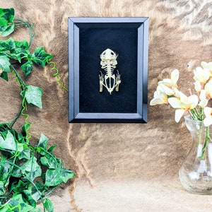 E19 Taxidermy Frog Skeleton Framed Black on Black Boie's Wart Frog Shadowbox Collectible ...