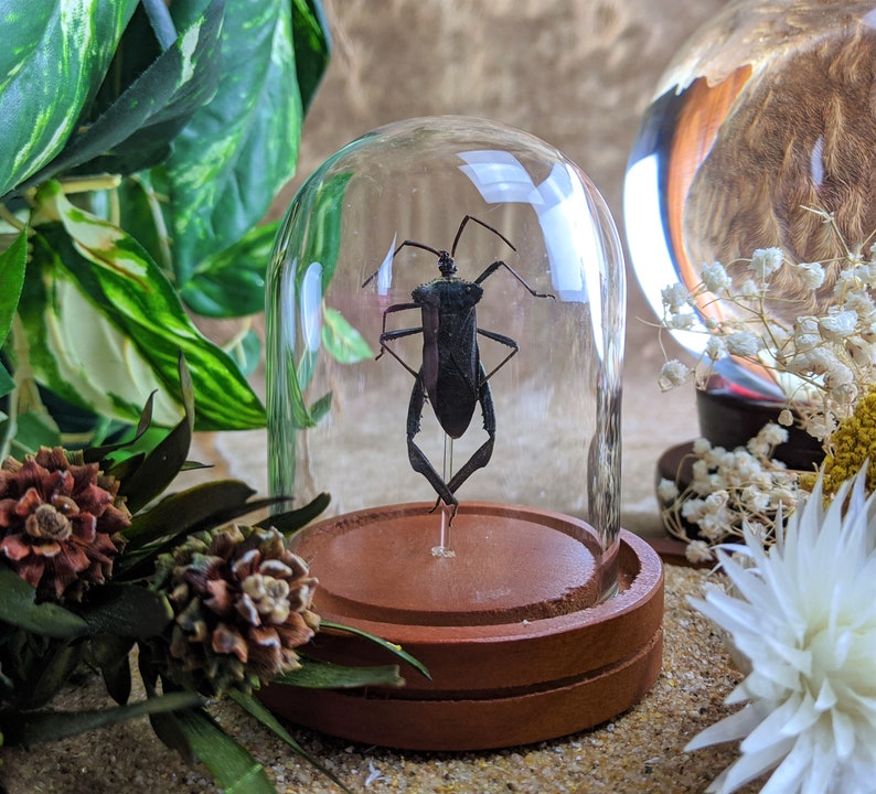 O13 Entomology Taxidermy Large Leaf-footed Bug Glass Dome - Etsy