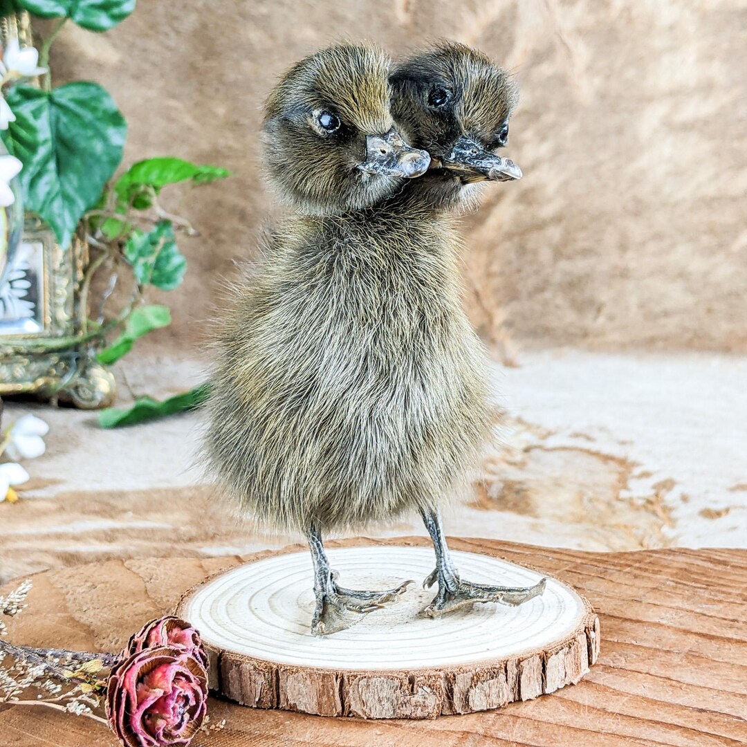 Two Headed Duck Duckling Standing on Wood Oddities Curiosities ...
