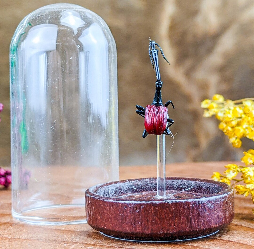 Giraffe Weevil Dome Display ONE DISPLAY ONLY Entomology Taxidermy ...