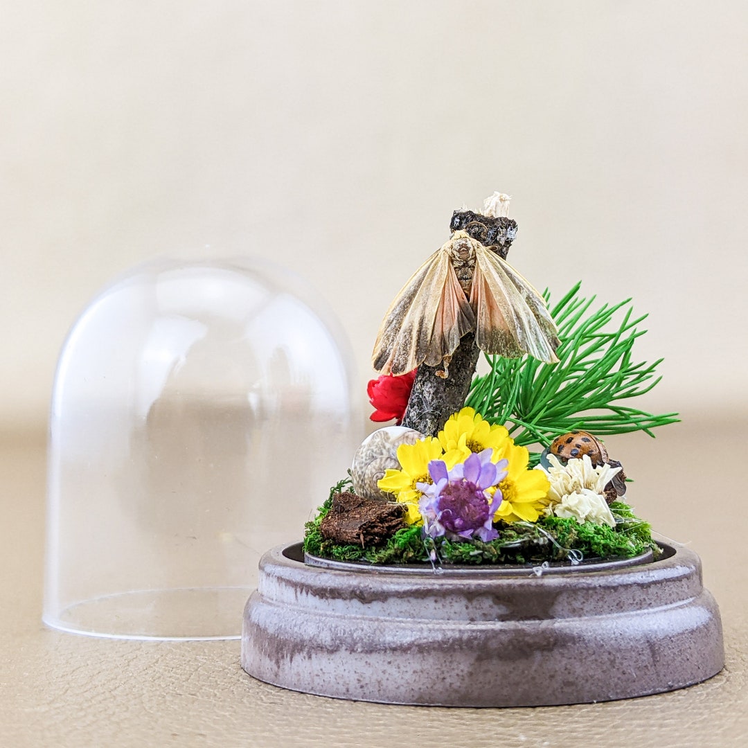 Painted Lichen Moth Glass Dome Display Miniature Victorian Oddities ...