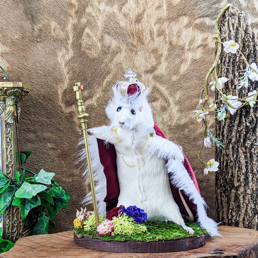 W220 the Rat King Taxidermy Décor Oddities Curiosity Specimen Display ...