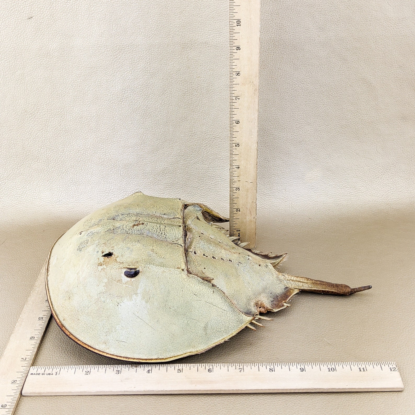 HSC15 DEFORMED Real Horseshoe Crab shell Oddities Curiosities | Etsy