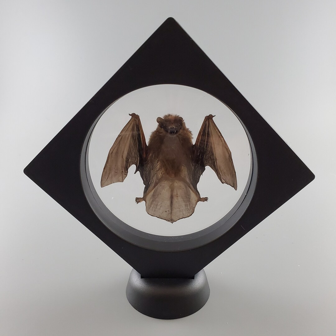 Z24A TP Lesser Bamboo Bat Floating Display Oddities - Etsy