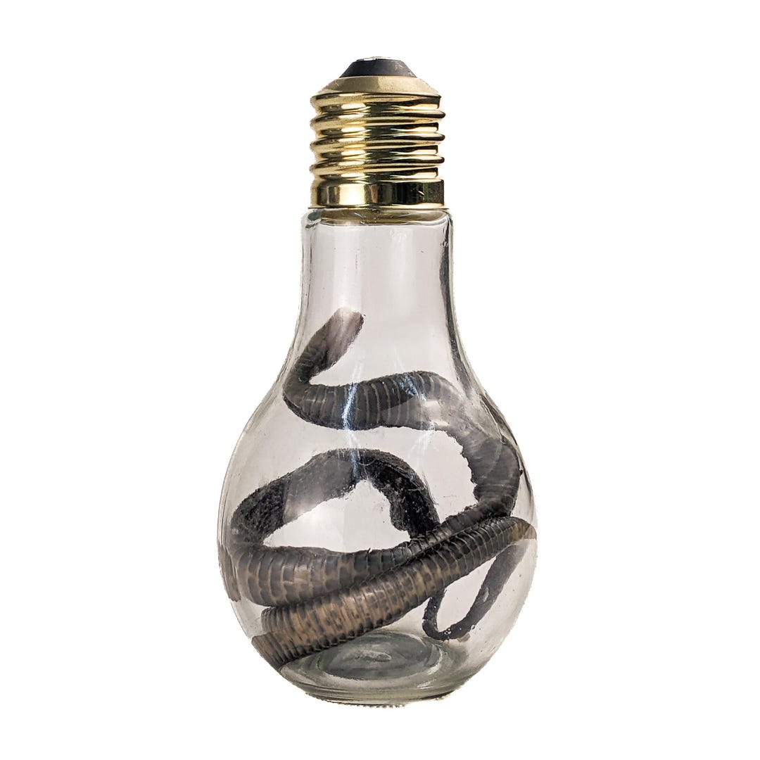 Rat Snake Wet Specimen W Jar Preserved Display Preserved Specimen ...
