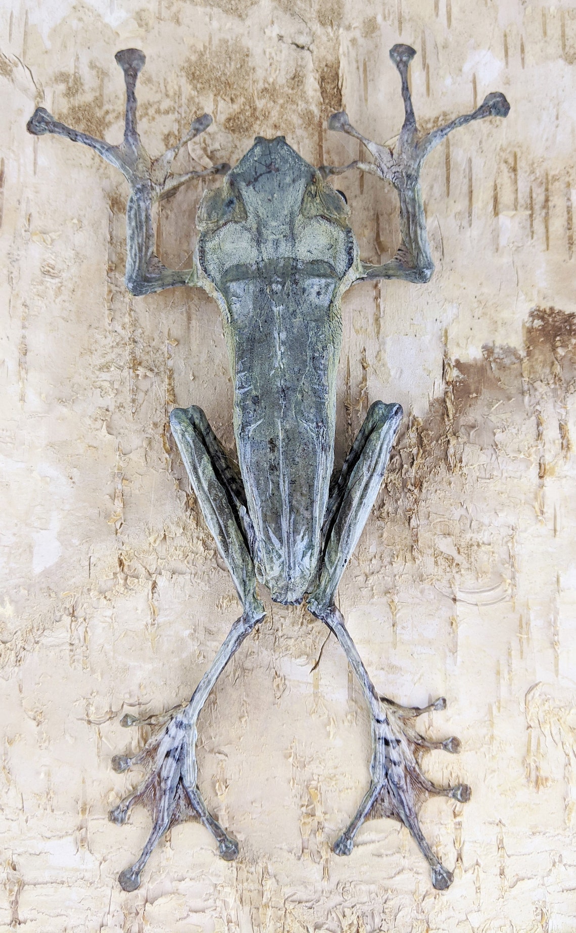 M47c Taxidermy Large Rare F silver tree frog Framed display | Etsy