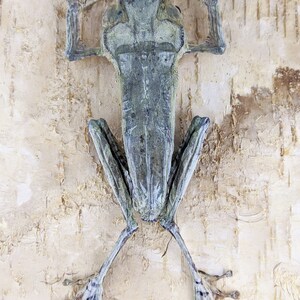 M47c Taxidermy Large Rare F Silver Tree Frog Framed Display Specimen ...