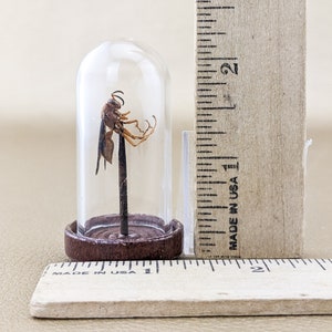 A39D Red Wasp Glass Dome Display Insect Entomology Taxidermy Oddities ...