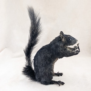 Q65 Black Squirrel Flipping Bird Giving Finger Taxidermy - Etsy