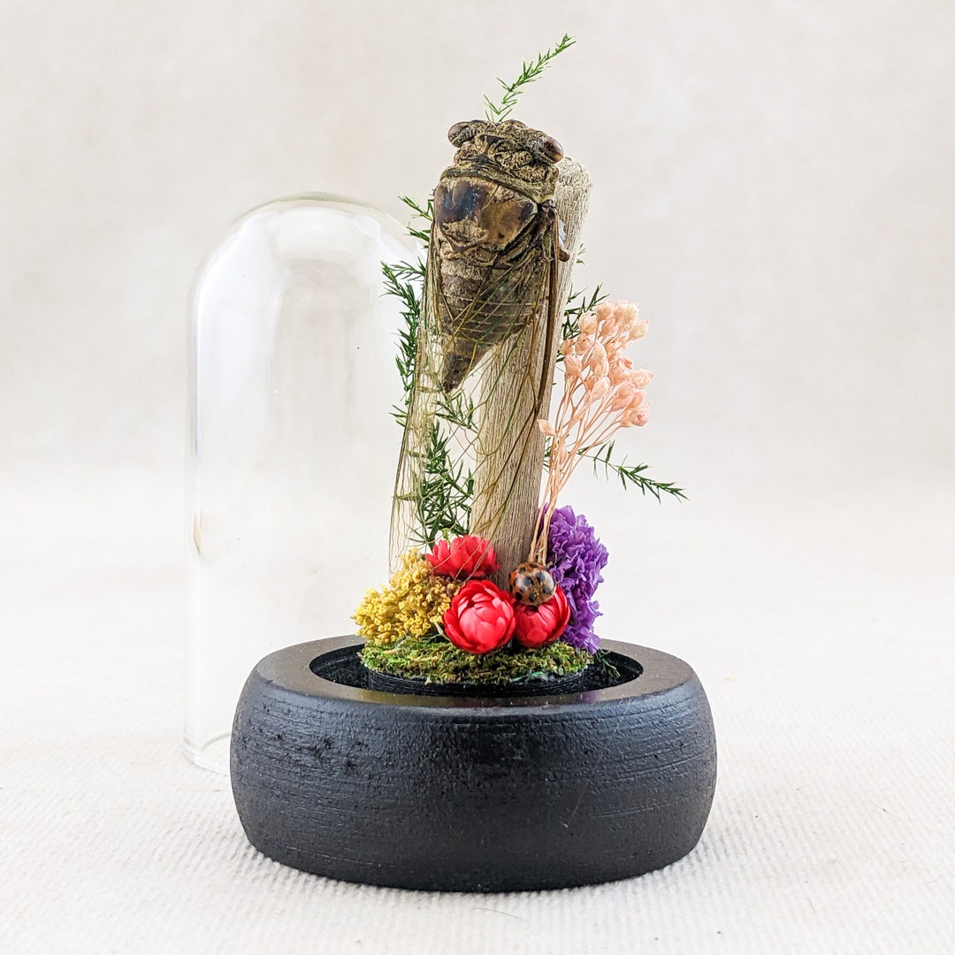 Locust Cicada Glass Dome Display Taxidermy Entomology Collectible ...