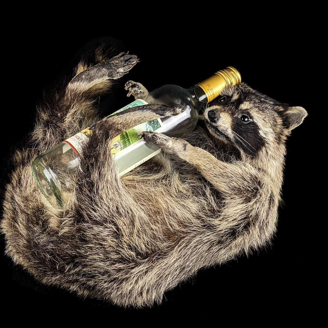 BR23 SALE Drunk Raccoon Full Mount Taxidermy Oddities Drinking Wasted ...