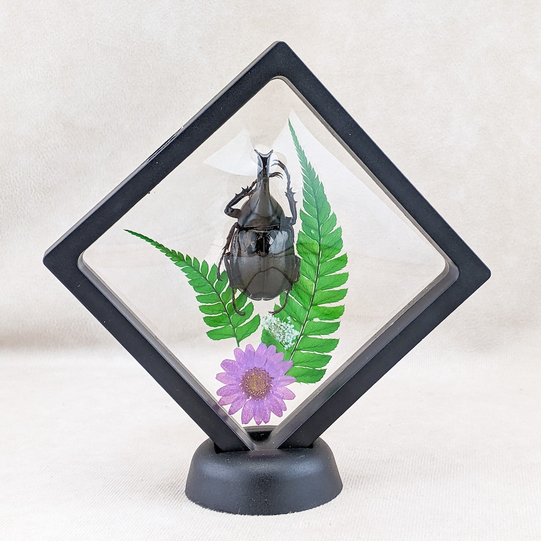 Unicorn Beetle Xylotrupes Gideon Collectible Display Taxidermy Insect ...