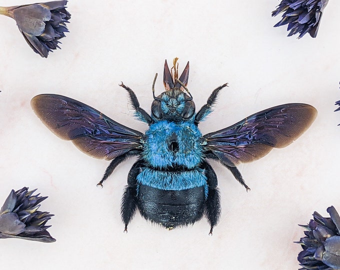 G89l Blue Carpenter Bee Taxidermy Oddity Curiosities Xylocopa Caerulea ...