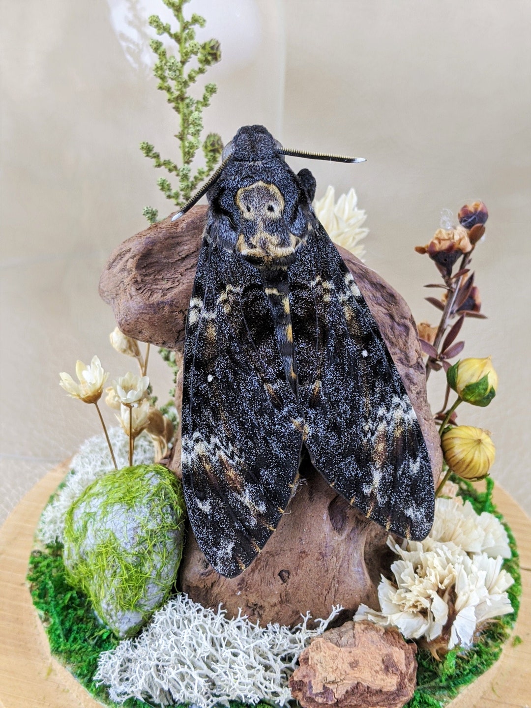 Death's Head Hawk Moth Glass Dome Taxidermy Entomology Hannibal L ...