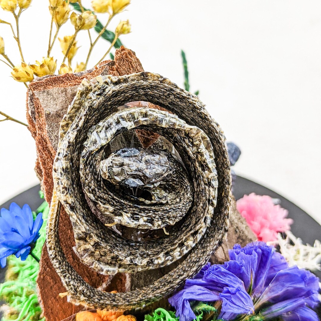Snake Pit Viper Baby Glass Dome Taxidermy Oddities Curiosities Display ...