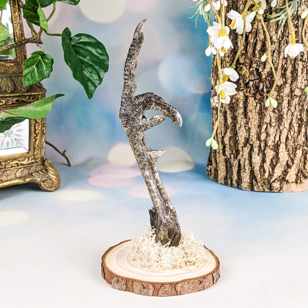 Pheasant Foot Claw Finger Flipping the Bird Taxidermy Oddities ...