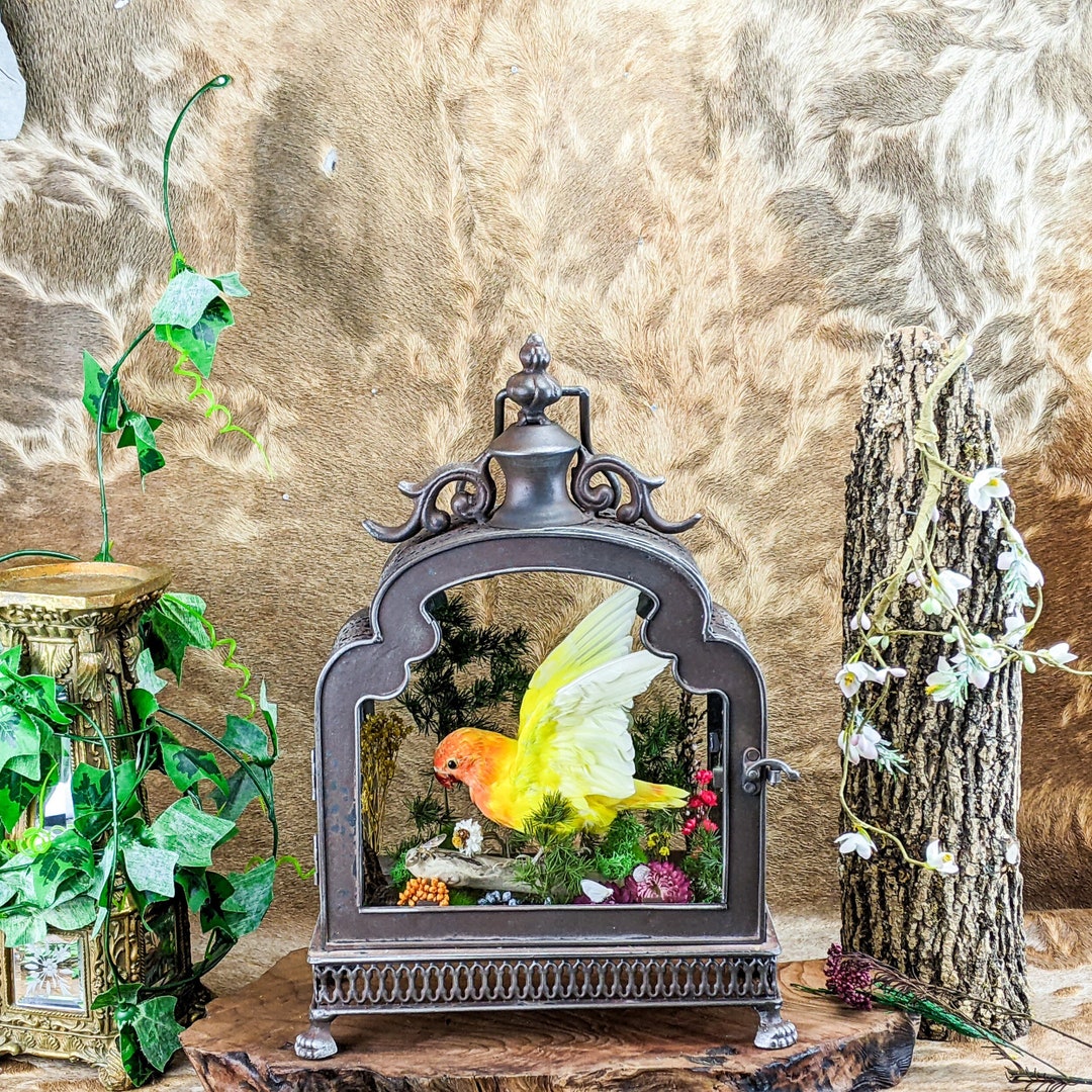 Q106 Lovebird Taxidermy Oddities Curiosities Antique Style Oddities ...