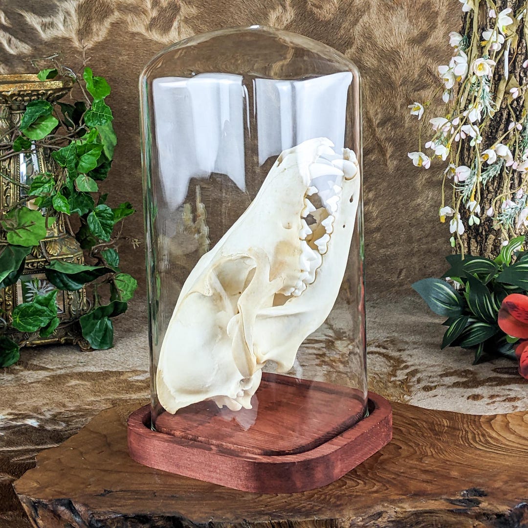 Coyote Skull Dome Display Showcase Specimen Taxidermy Oddities ...