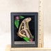Saturn Atlas Moth Frame Specimen Entomology Taxidermy Curiosities ...