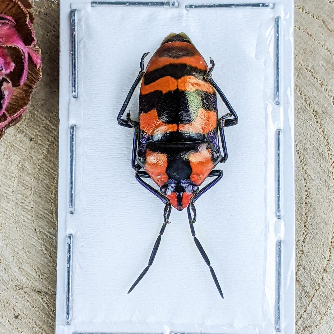 Clown Man Faced Beetle Specimen Crafts Catacanthus Punctus Insect ...