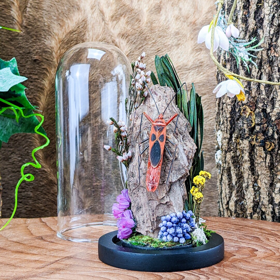 Screaming Face Beetle Glass Dome Entomology Taxidermy Oddities ...