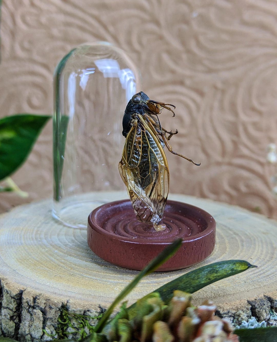 Cicada Taxidermy Locust Glass Dome Display Entomology Insect Bug ...