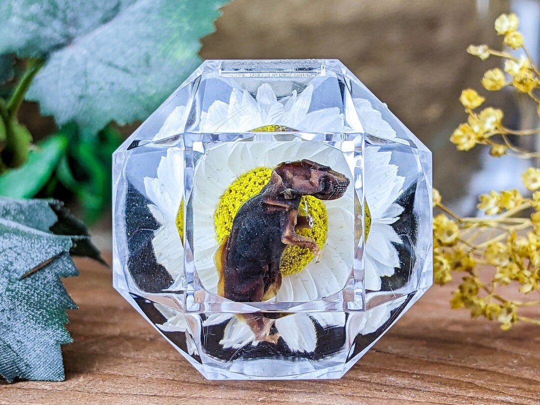 Taxidermy Fetal Mouse Baby Mus Musculus Display Curiosities Oddities ...