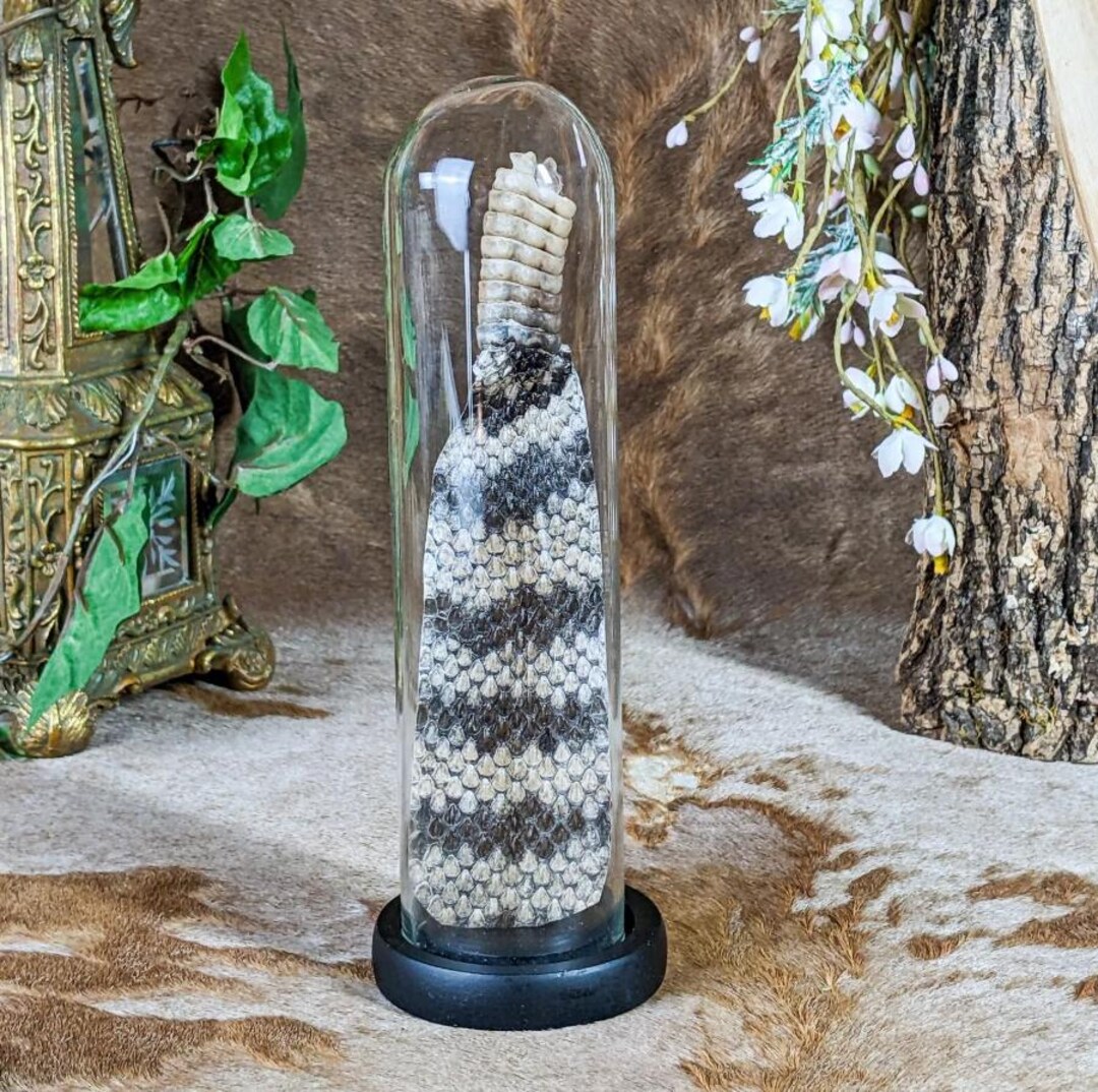 Rattlesnake Tail 7-8 Button Glass Dome Display Taxidermy Oddity ...