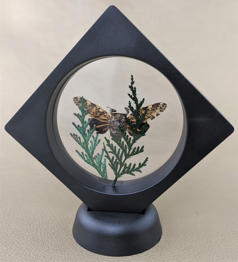 W39b Entomology Taxidermy Glass Dome Display Locust Cicada | Etsy