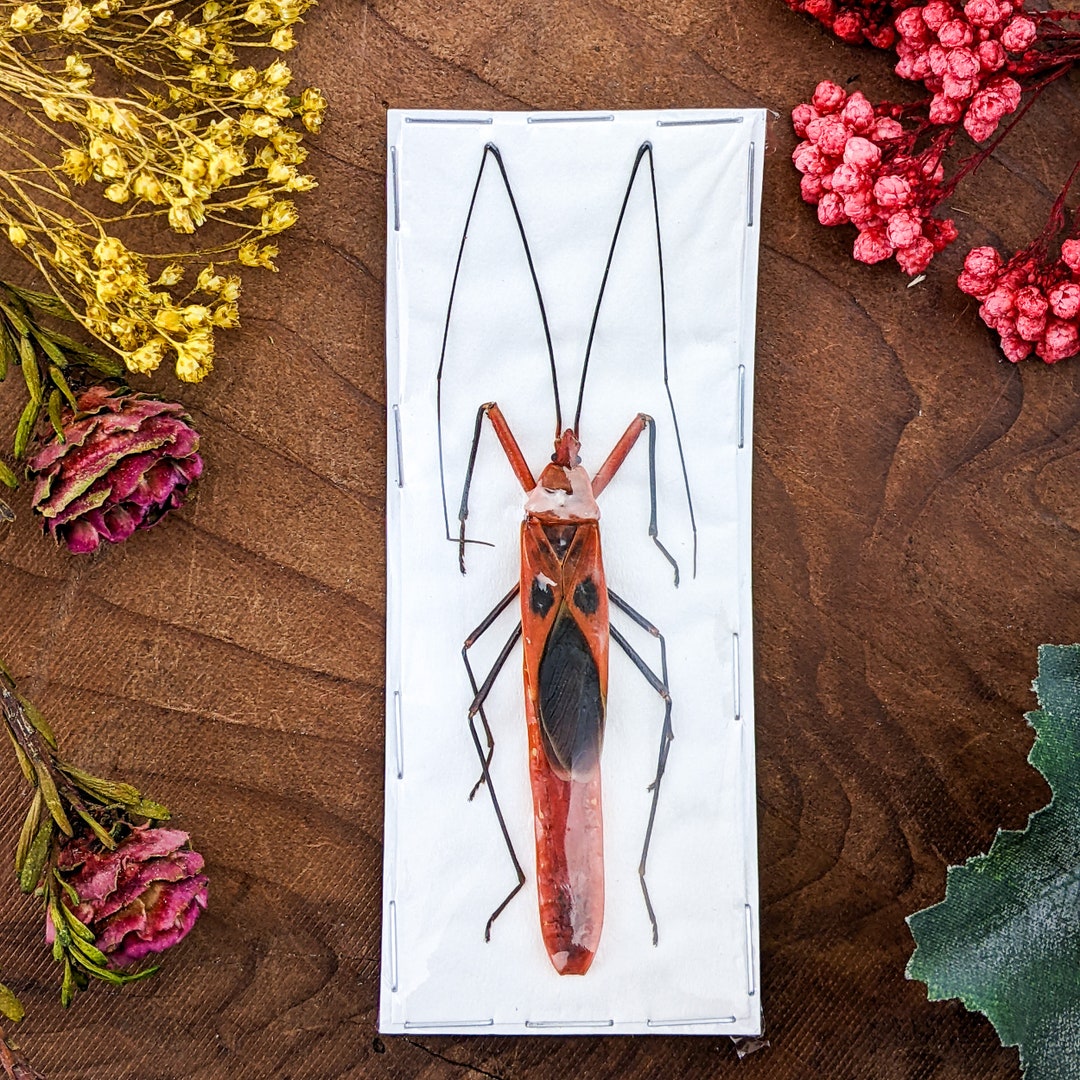 P90h Screaming Face Beetle Insects Entomology Taxidermy Oddities ...