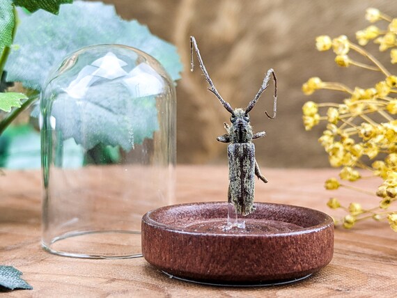 Y16c Banded Hickory Borer Glass Dome Display Oddities - Etsy