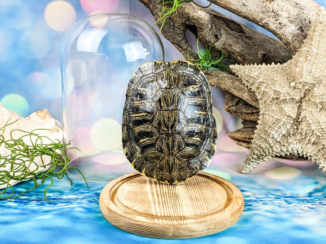 River Cooter Turtle Shell Glass Dome Display Taxidermy Oddities ...