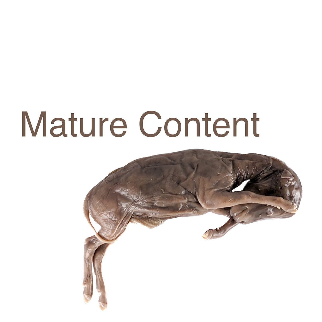 Sheep 6 Lamb Fetus Wet Specimen Oddities Curiosities Preserved ...