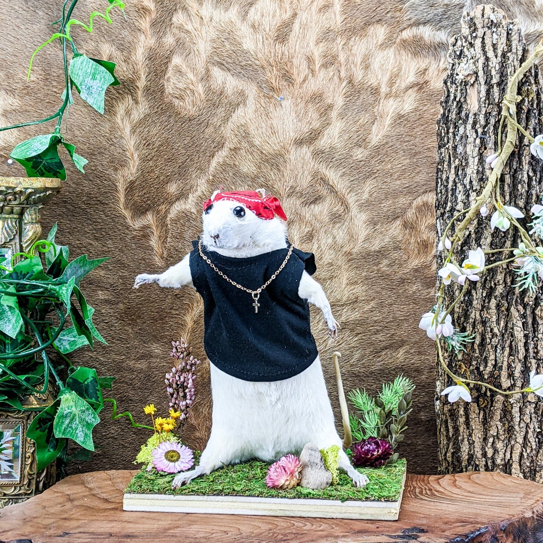 Rat Thug Rebel Macabre Taxidermy Curiosities Oddities Display Rude ...