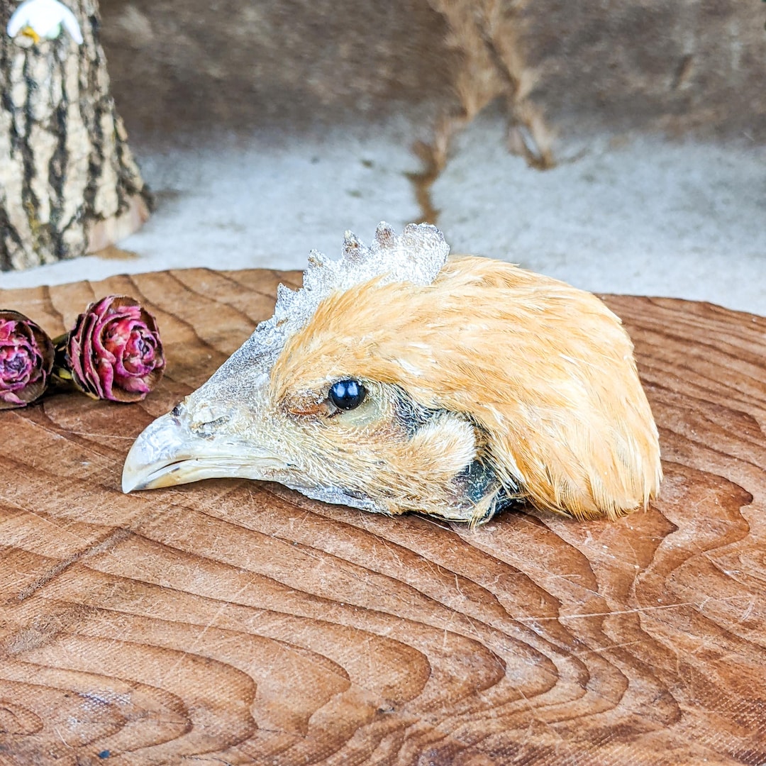 Chicken Head Mount Display Taxidermy Chick Bird Curiosities Oddities ...
