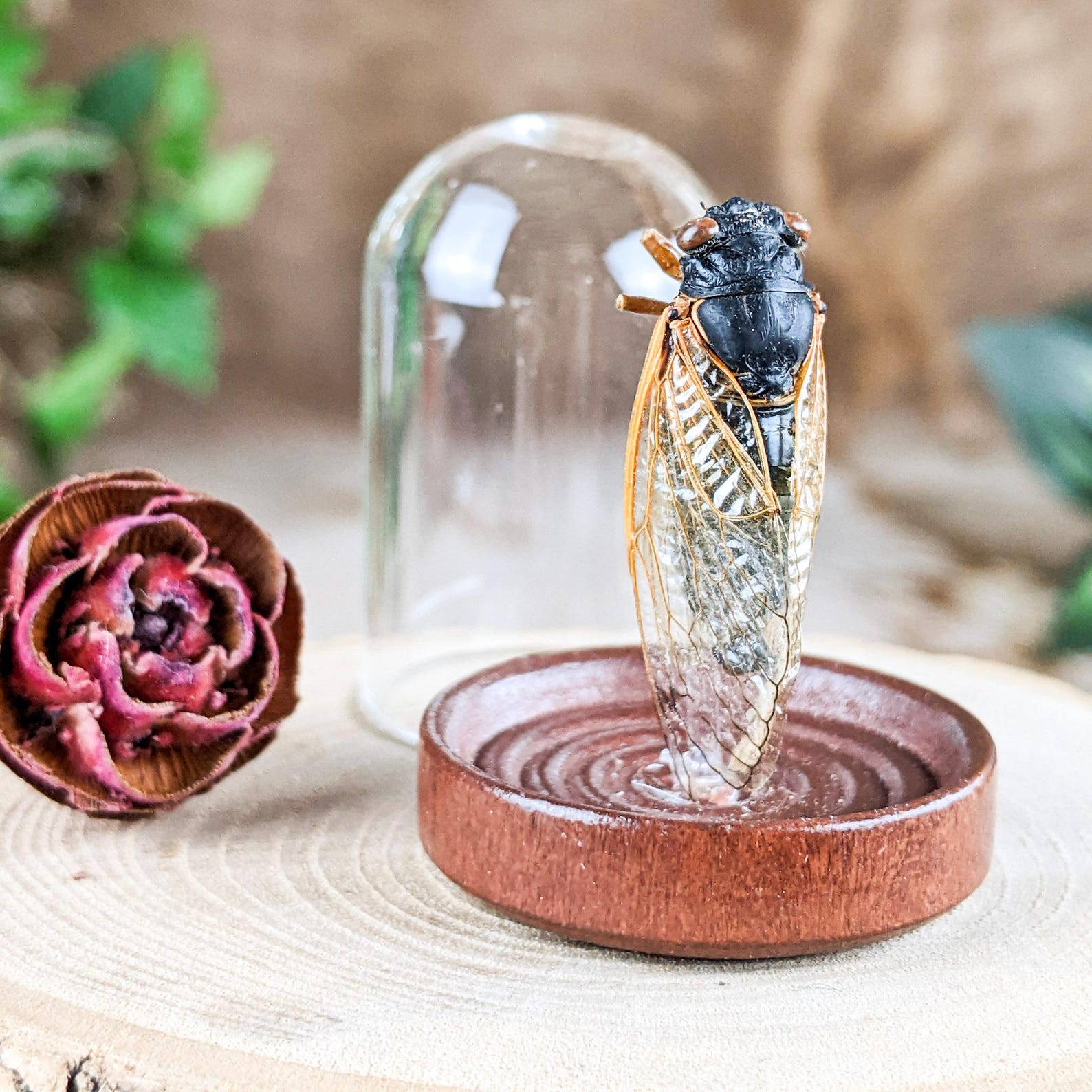 Locust Cicada Glass Dome Display Entomology Taxidermy Oddities ...