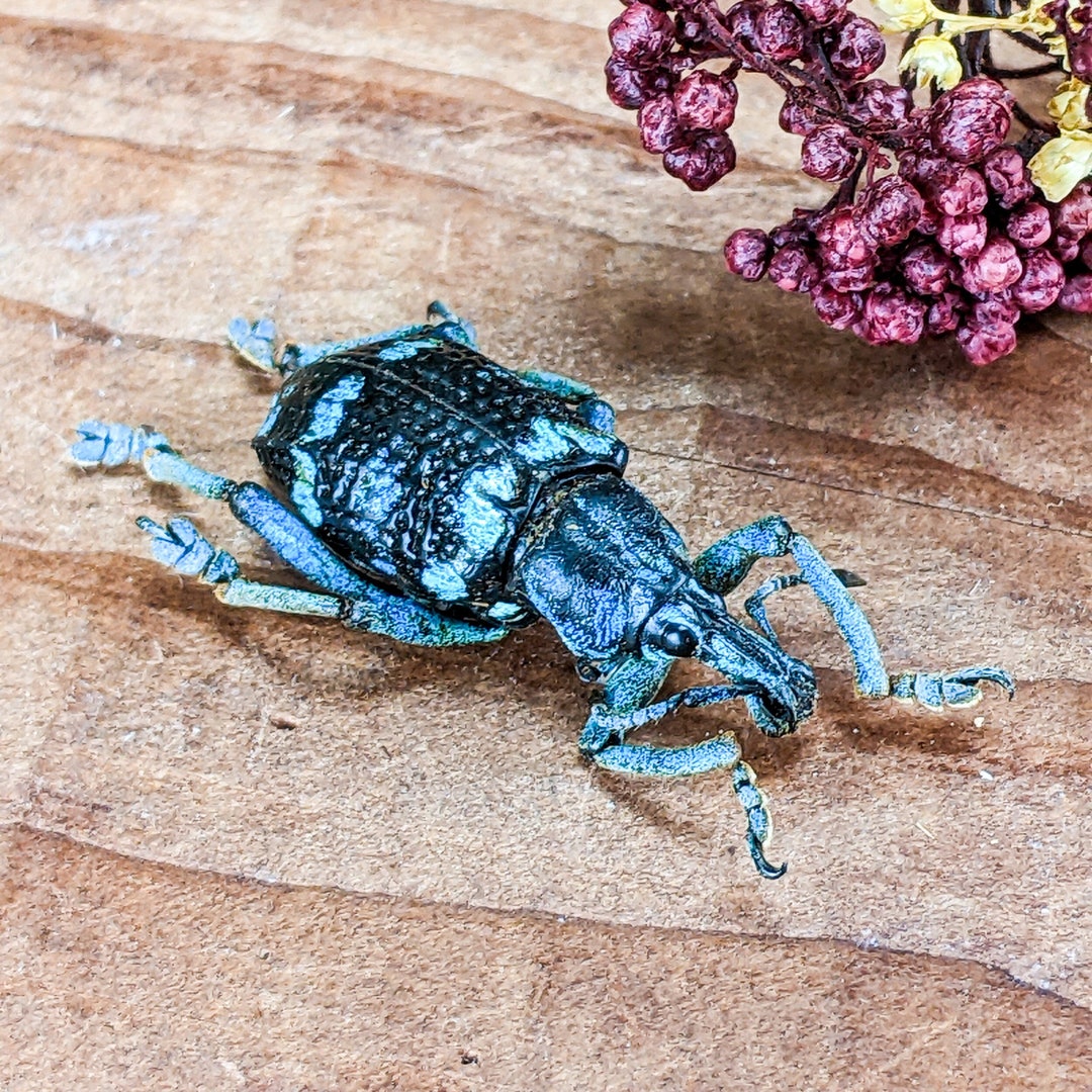 Eupholus Linnei ONE Real Weevil Beetle Green Blue Specimen Indonesia ...