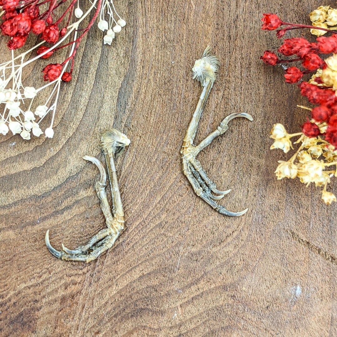 Society Finch Feet Pair Taxidermy Crafts Repairs Bird Foot Claw ...