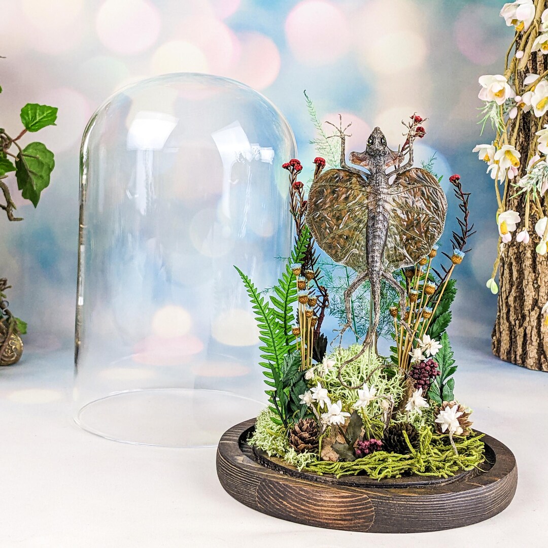 Draco Lizard Glass Dome Display Taxidermy Oddities Curiosities ...