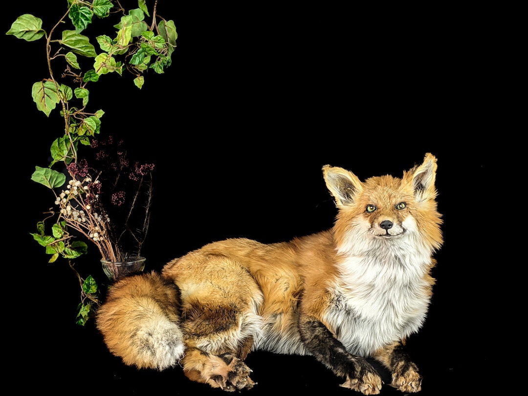 BR34 Red Fox Mount Display Taxidermy Oddities Curiosities - Etsy