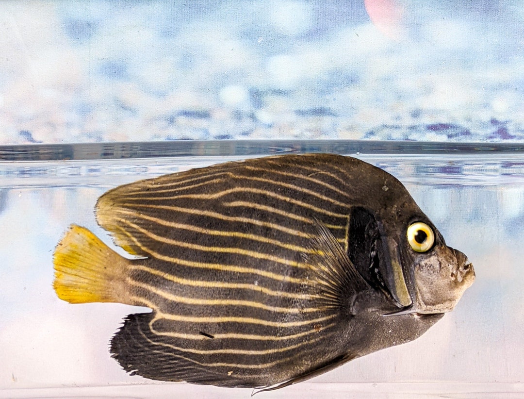 Emperor Angelfish Fish Specimen Taxidermy Oddity Collectible ...
