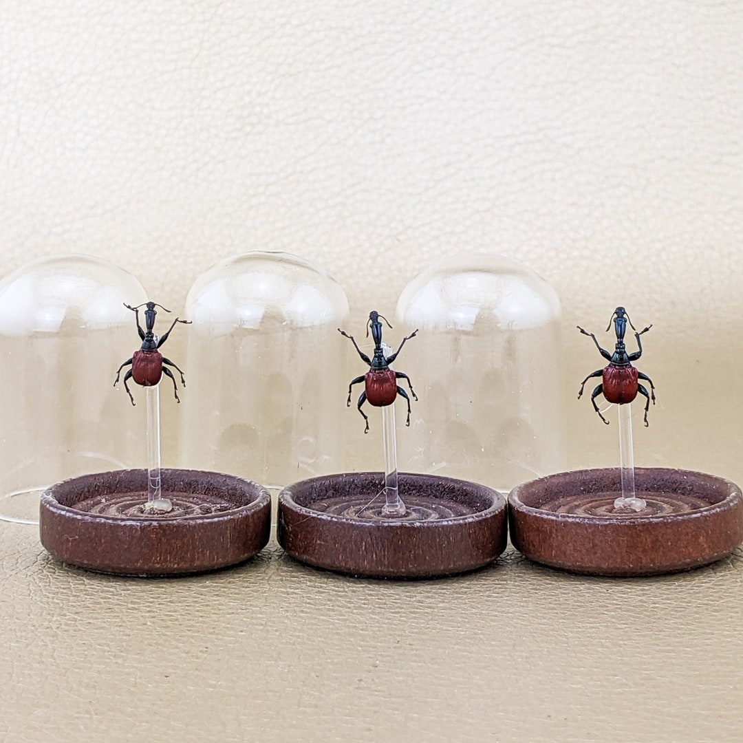 FEMALE Giraffe Weevil Dome Display Entomology Taxidermy Oddities Beetle ...
