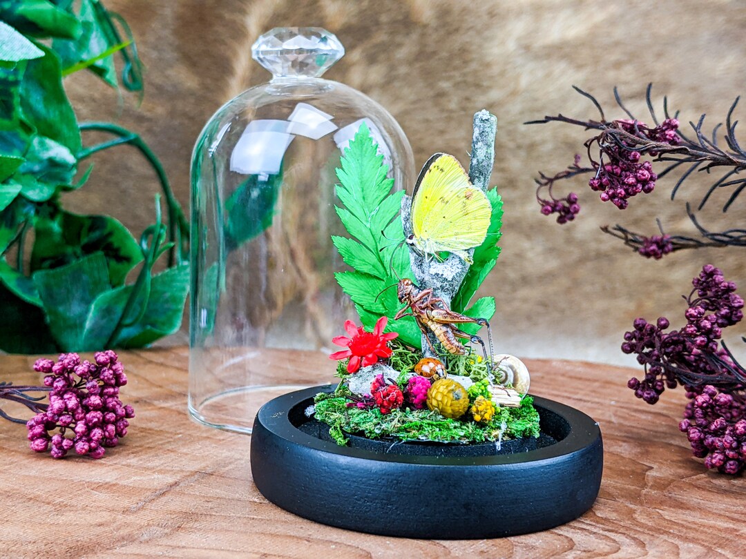 Butterfly & Grasshopper Glass Dome Display Oddity Curiosities ...