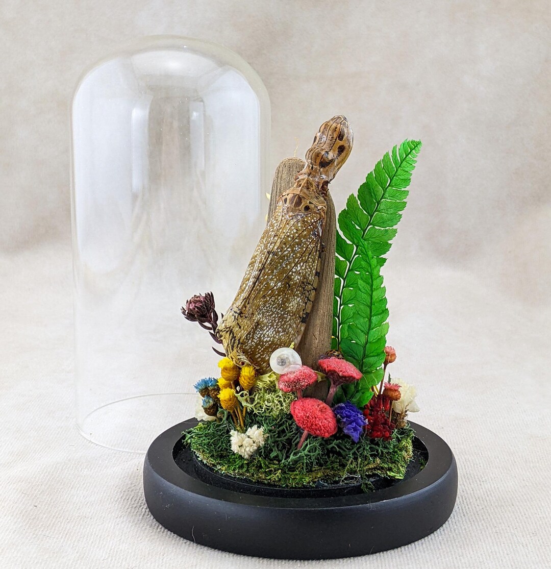 Peanut Bug Planthopper Lanternfly Fulgora Laternaria Glass Dome Display ...