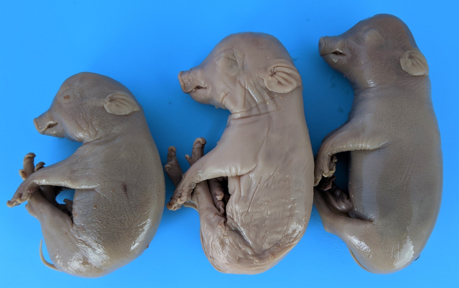Biology Dissection Preserved Fetal Pig Dissection Specimens 5-7 Inch ...