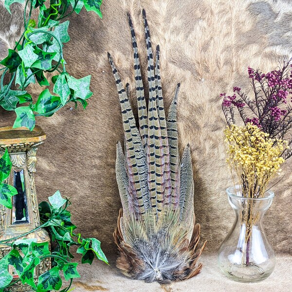 Pheasant Tail Mount - Etsy