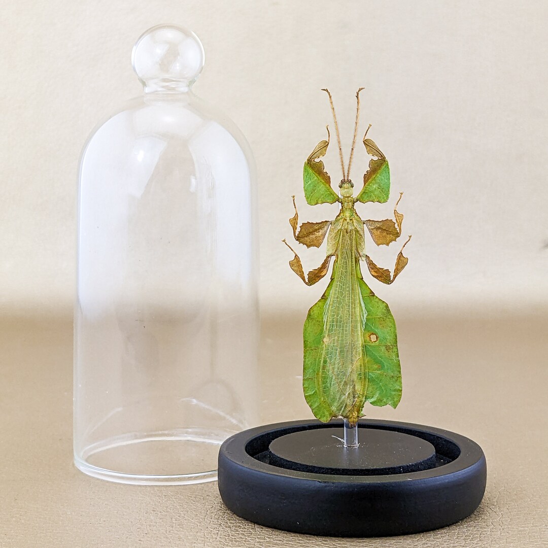 Phyllium Pulchrifolium Male Leaf Mimic Glass Dome Display Oddities ...