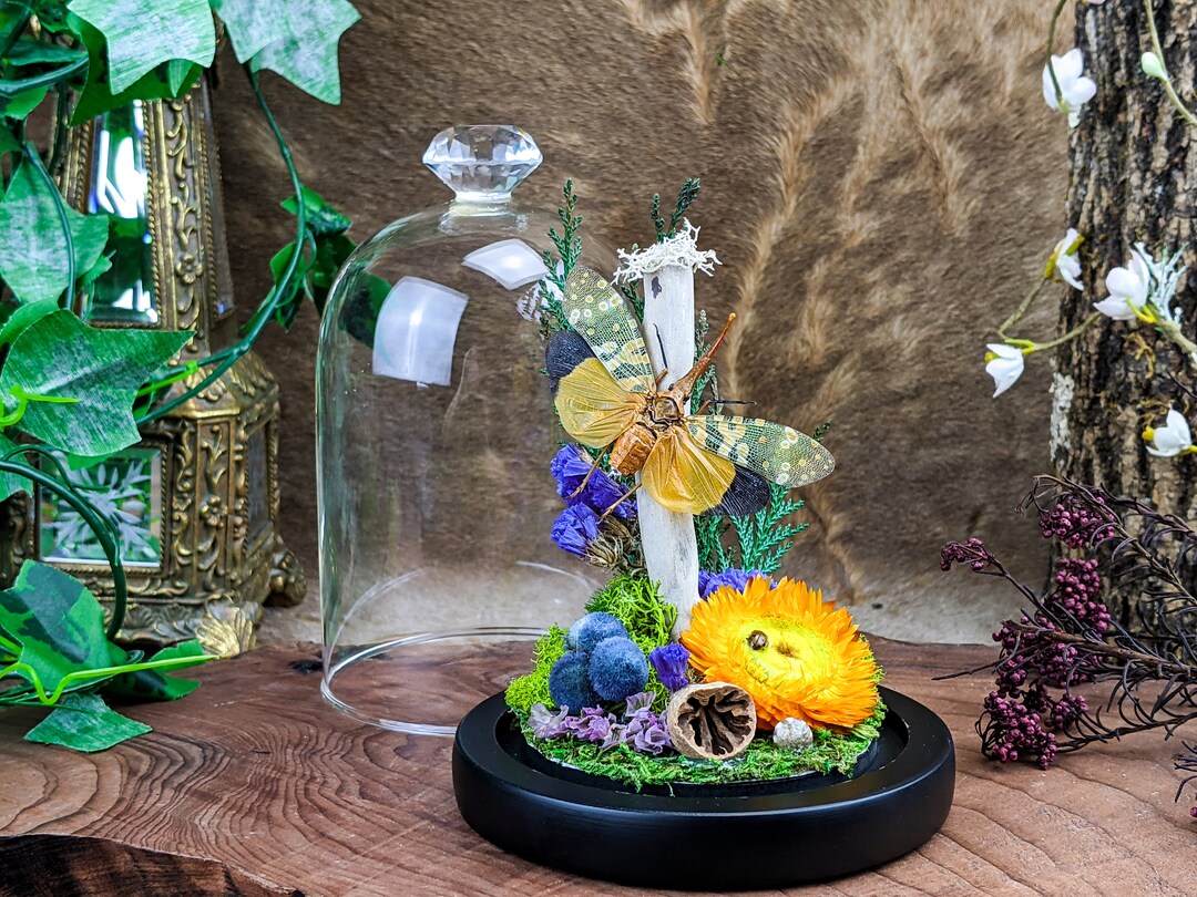 Bf74 PC Lanternfly Planthopper Dome Taxidermy Entomology - Etsy