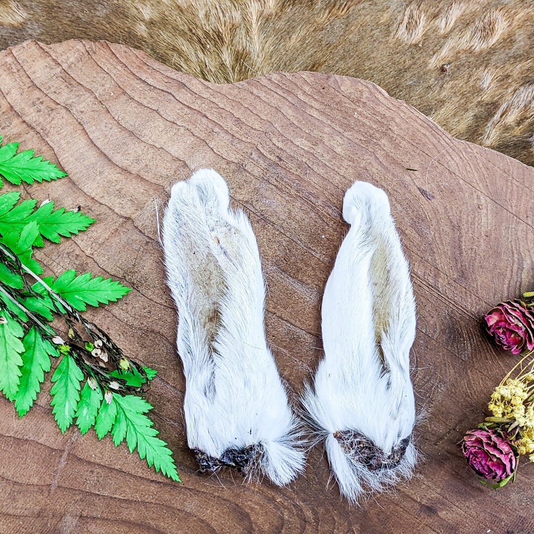 RE3 Pair Bunny Rabbit Ears 3 3/4 4 Specimen Taxidermy Oddities ...