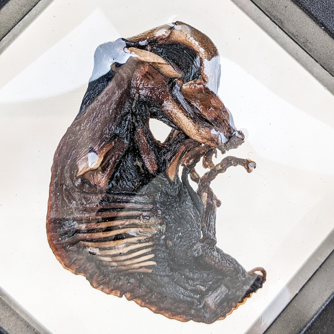Fetal Pig Mummified Floating Frame Display Taxidermy Oddities ...